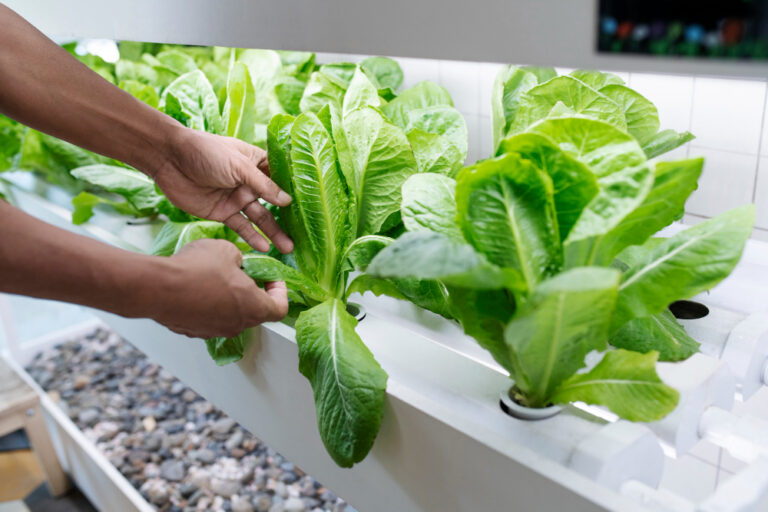 Urban Farming: Pengertian, Jenis, dan Contoh Praktiknya di Rumah